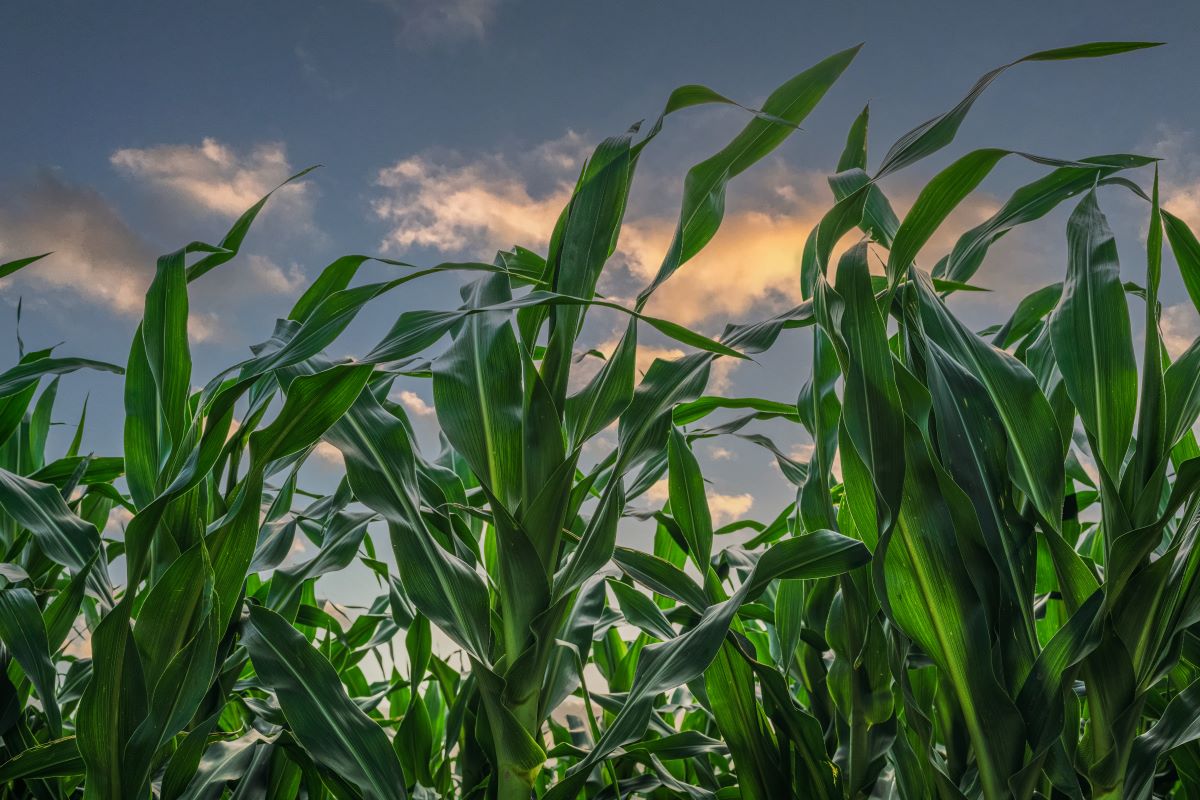 Mais: CBoT fällt tiefsten Stand in 2025 - Kaack Terminhandel GmbH